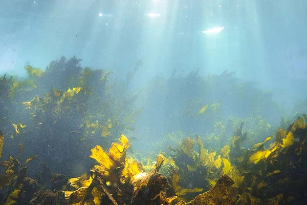 SeaCell™ - the sustainable cellulose fiber from the sea | LANIUS